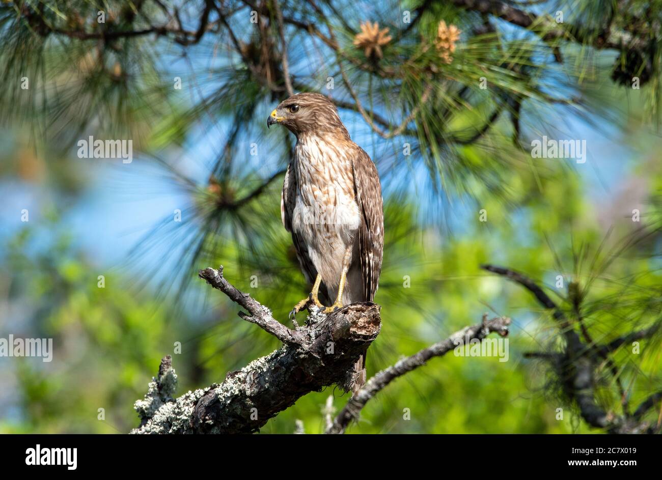 Red shouldered hawk hunting hi-res stock photography and images - Alamy