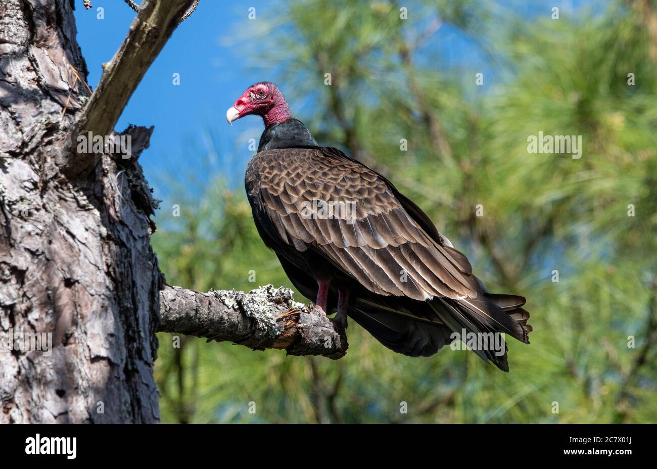 A turkey vulture perched in a tree Stock Photo - Alamy