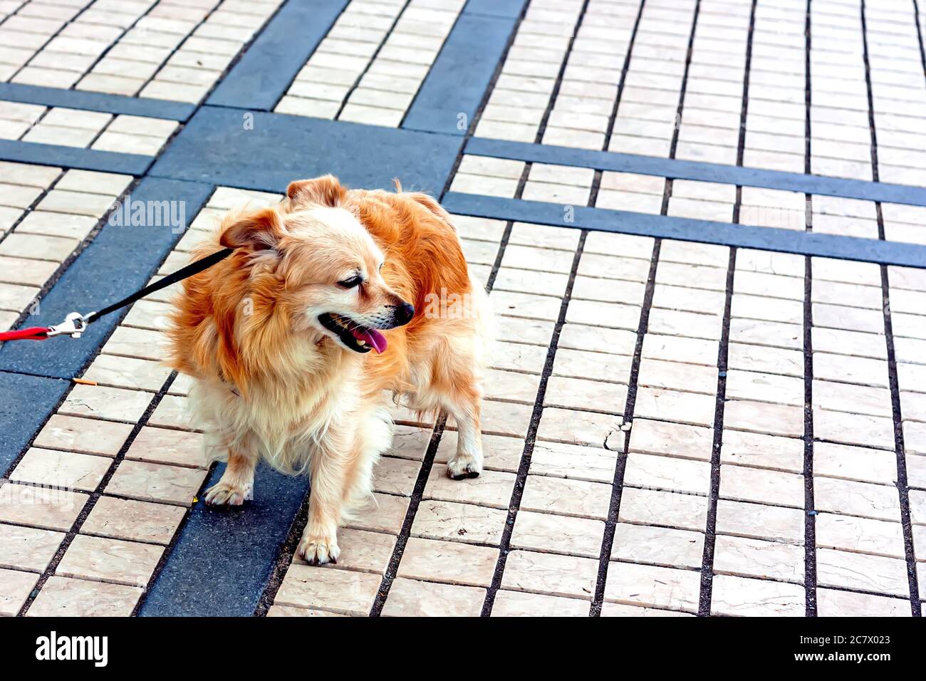 Ginger cute senior dog takes a walk on the seafront. Portrait of ...