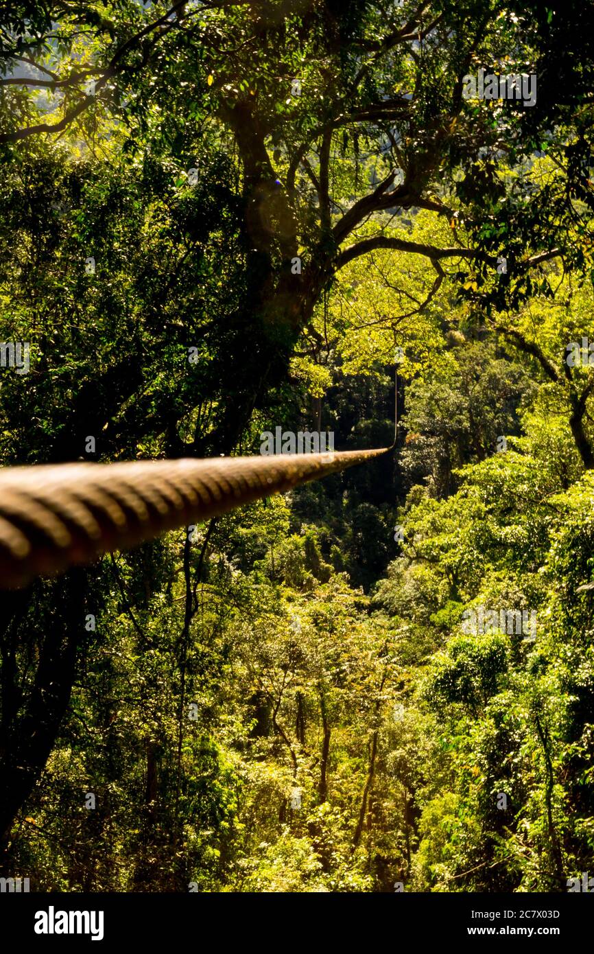 Long metallic wire in the jungle surrounded by trees and greens Stock ...