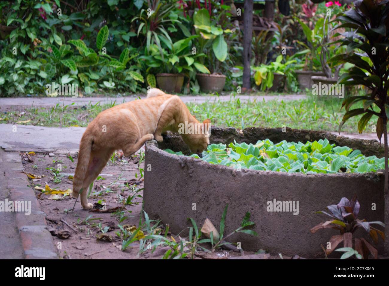 Adorable and cute stray ginger cat drinking water Stock Photo - Alamy