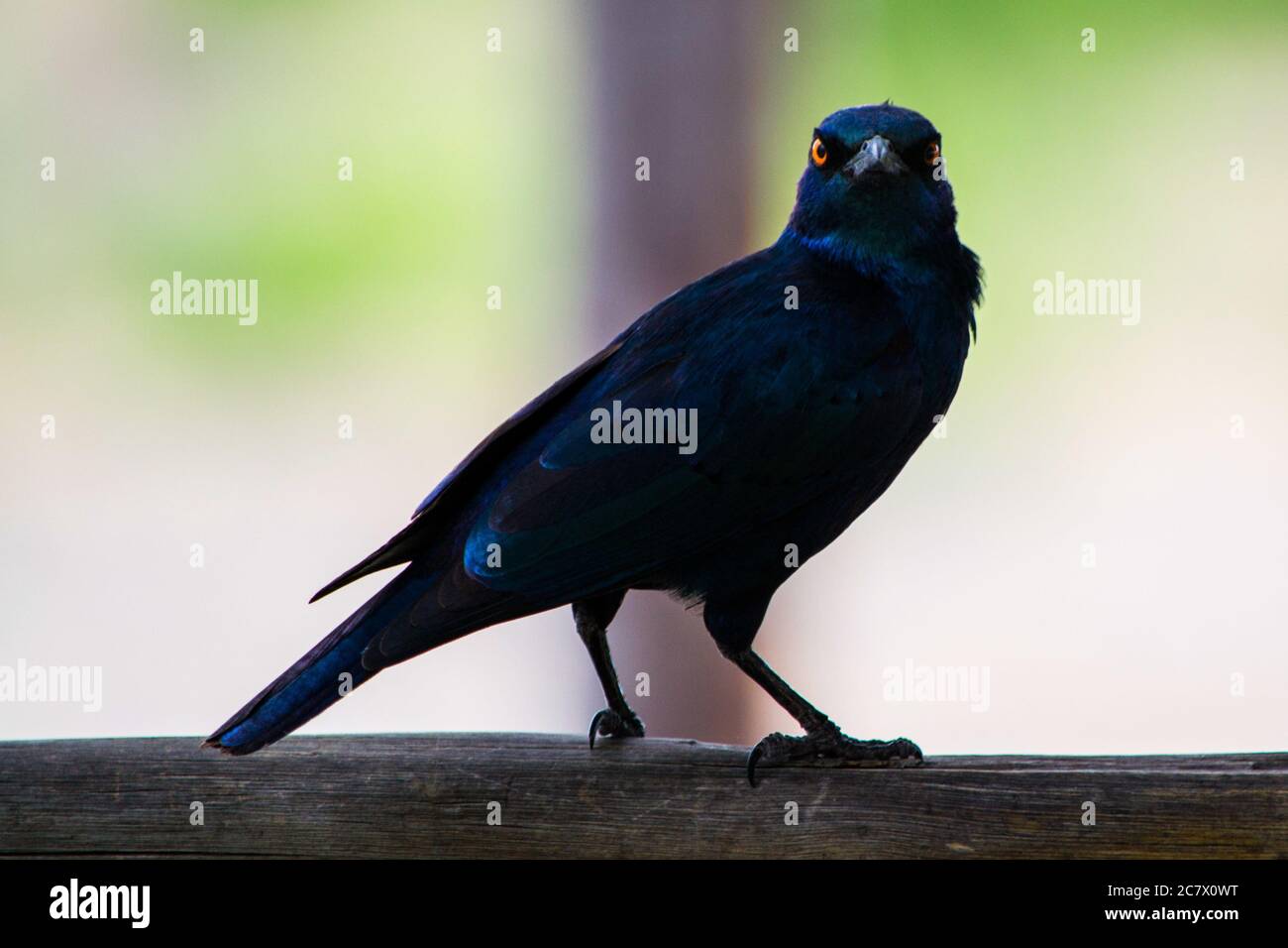 Beautiful black crow with orange eyes standing on the wood Stock Photo ...