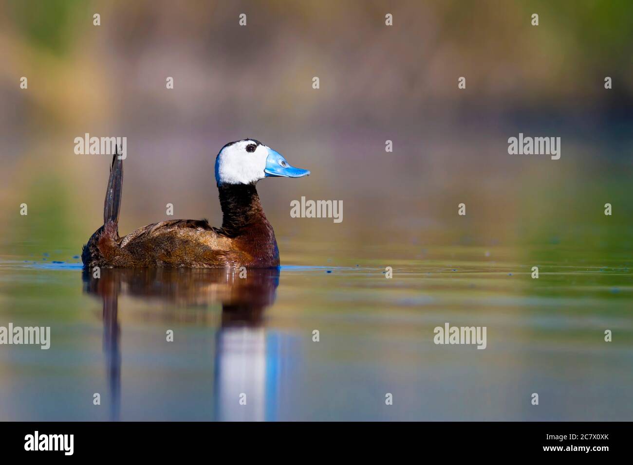 Water nature and birds. Colorful nature background Stock Photo - Alamy
