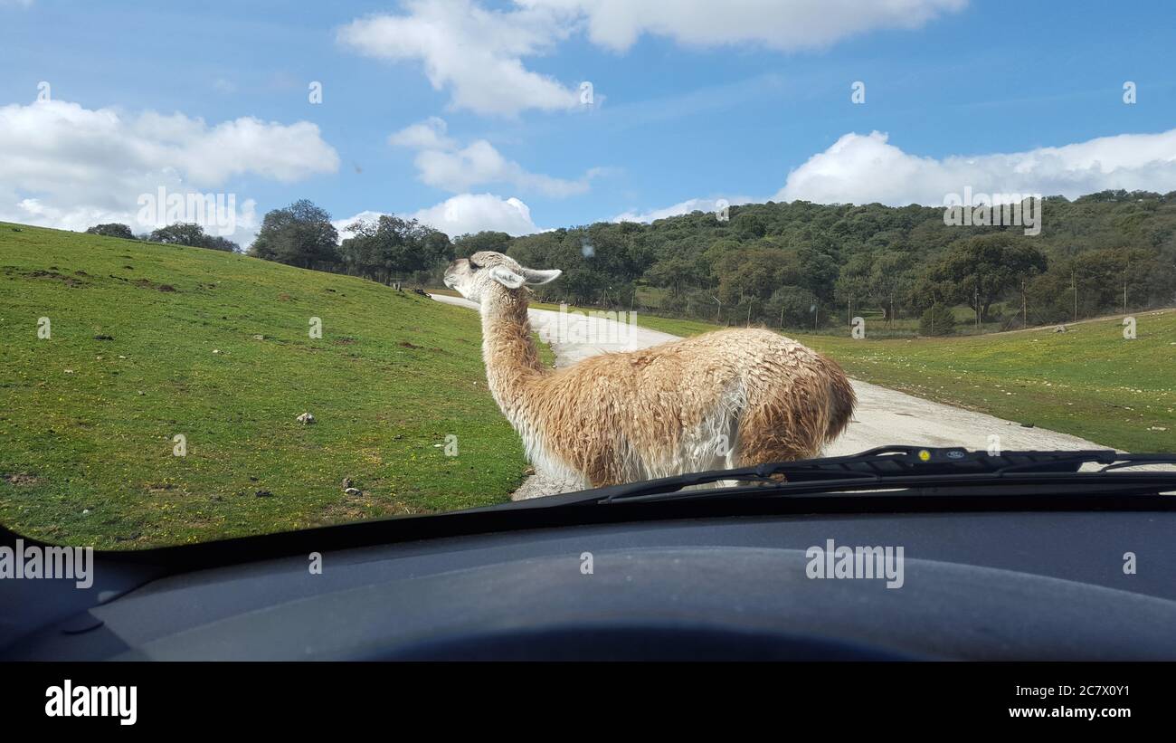 White llama passing the road from the front of the car Stock Photo - Alamy