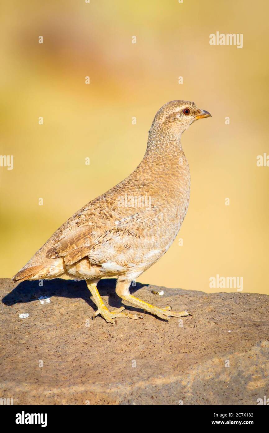 Cute yellow Partridge. Yellow nature background. Bird: See see ...