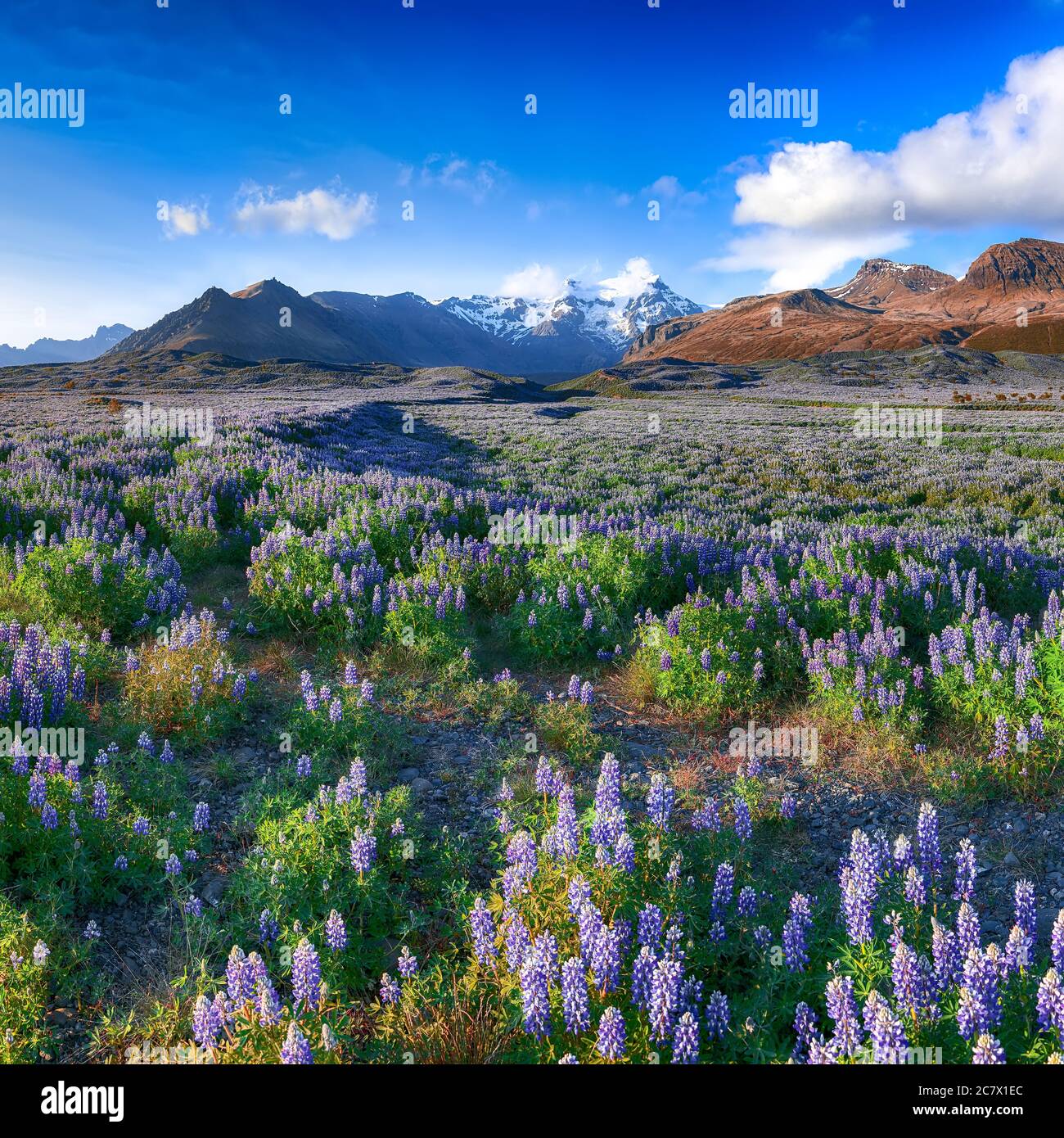 Typical Icelandic landscape with field of blooming lupine flowers next ...