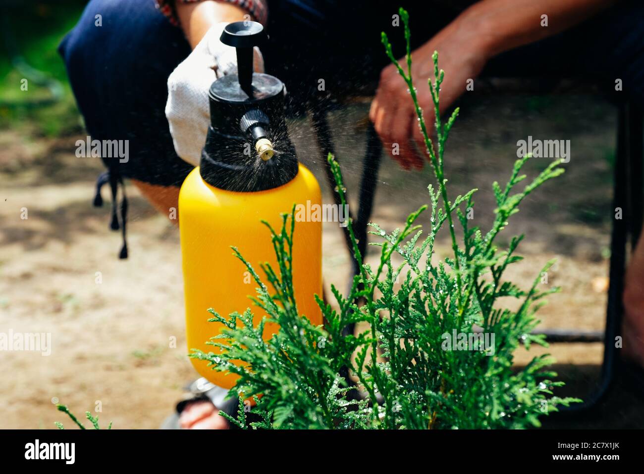Farmer hand spraying pesticides on thuja tree. Plant diseases and pests ...