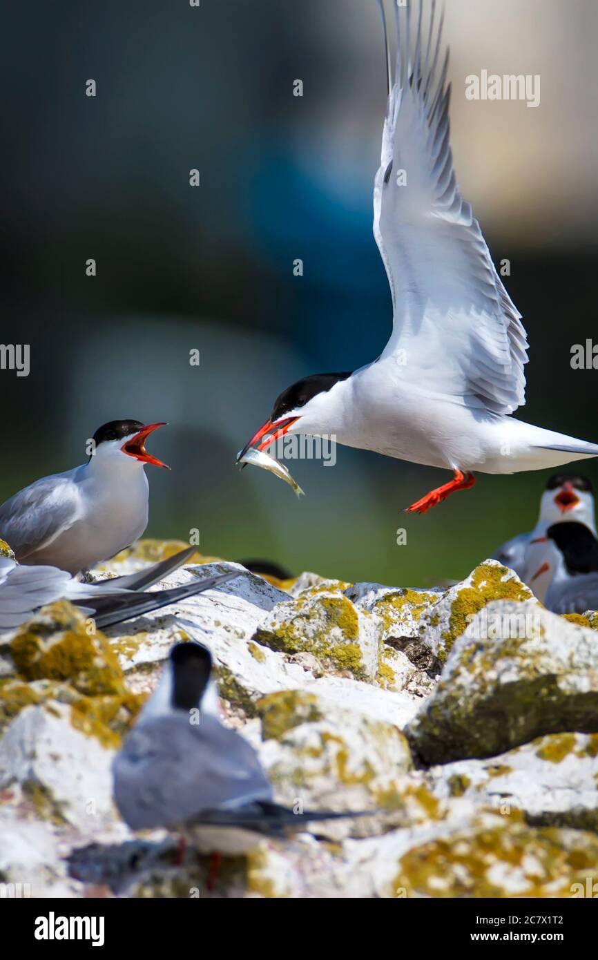 Cute bird tern. Bird nest. Colorful nature background. Bird: Common ...