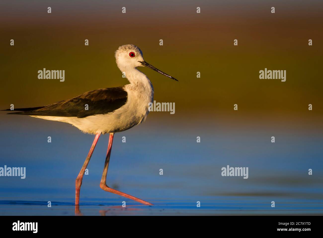 Cute shore bird. Black winged Stilt. Colorful nature background. Bird ...
