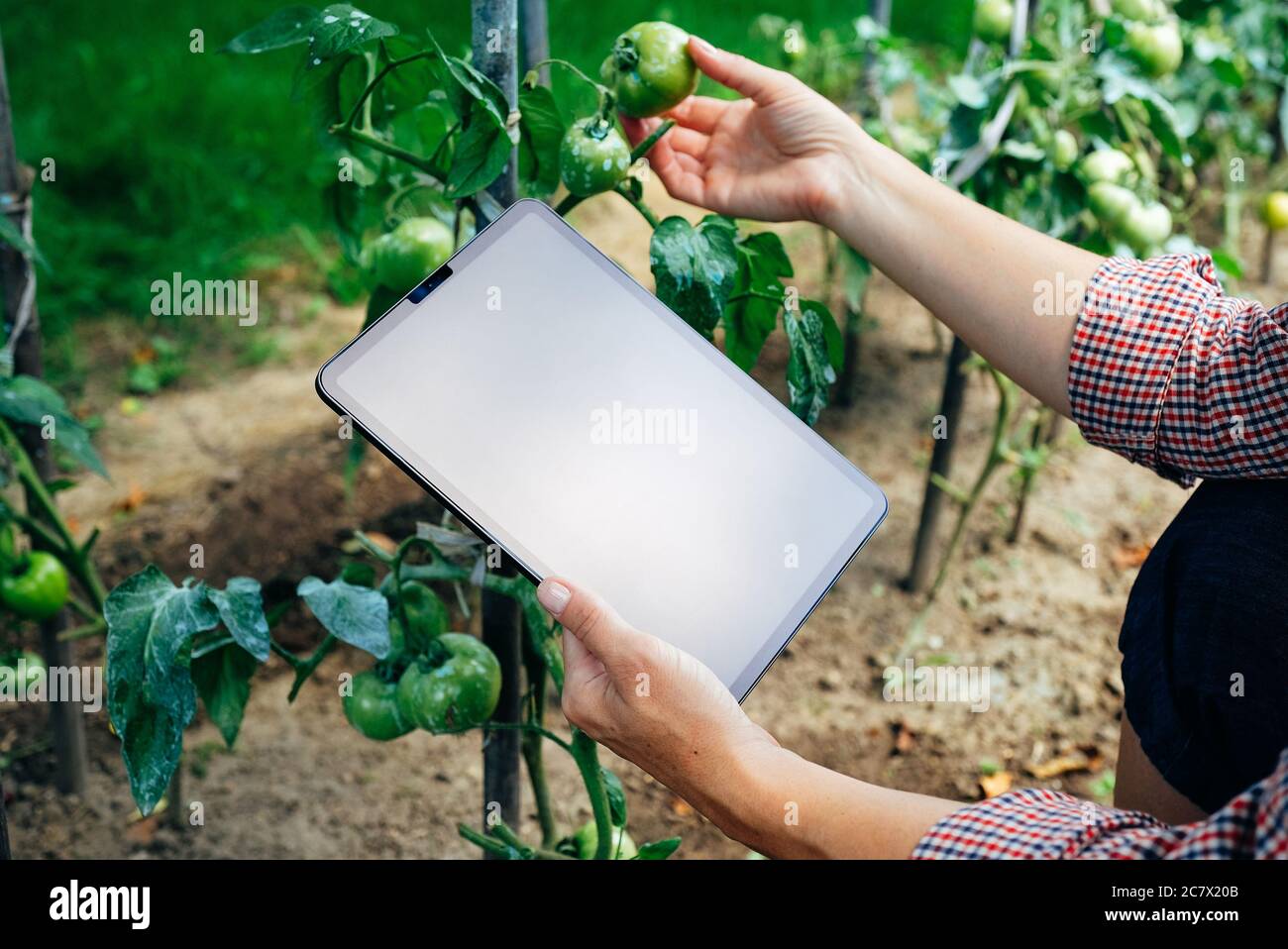 Farmer using digital tablet to check tomato plants. Innovative ...