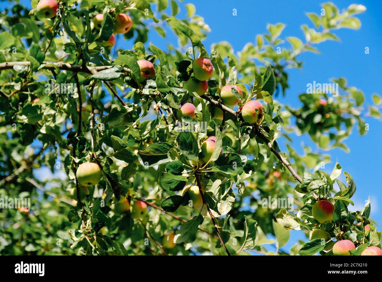 Ripe apple fruits on branch in orchard, close-up view Stock Photo - Alamy
