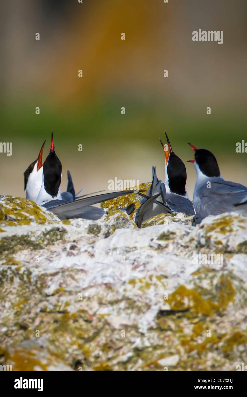 Cute bird tern. Bird nest. Colorful nature background. Bird: Common ...