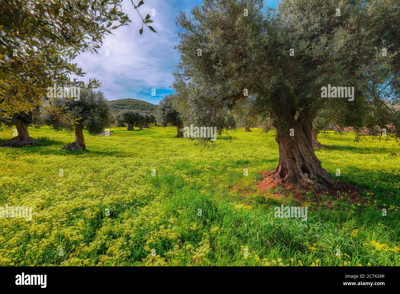 Plantation with many old olive trees and yellow blossoming meadow ...
