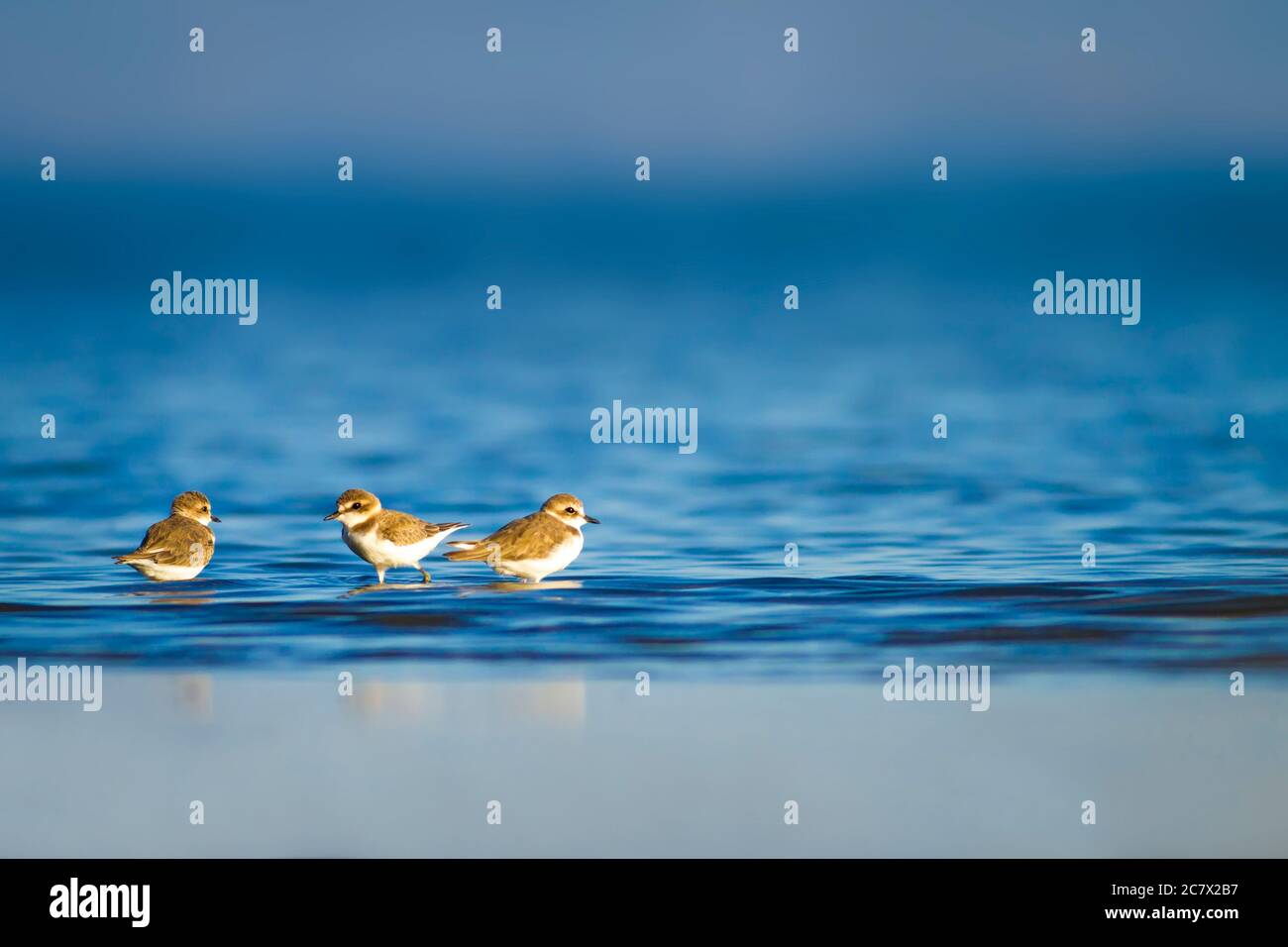 Water nature and birds.. Colorful nature background Stock Photo - Alamy