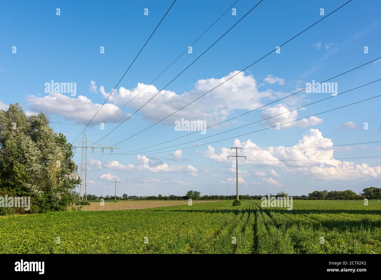 Electricity cables in a field captured on a sunny day Stock Photo - Alamy