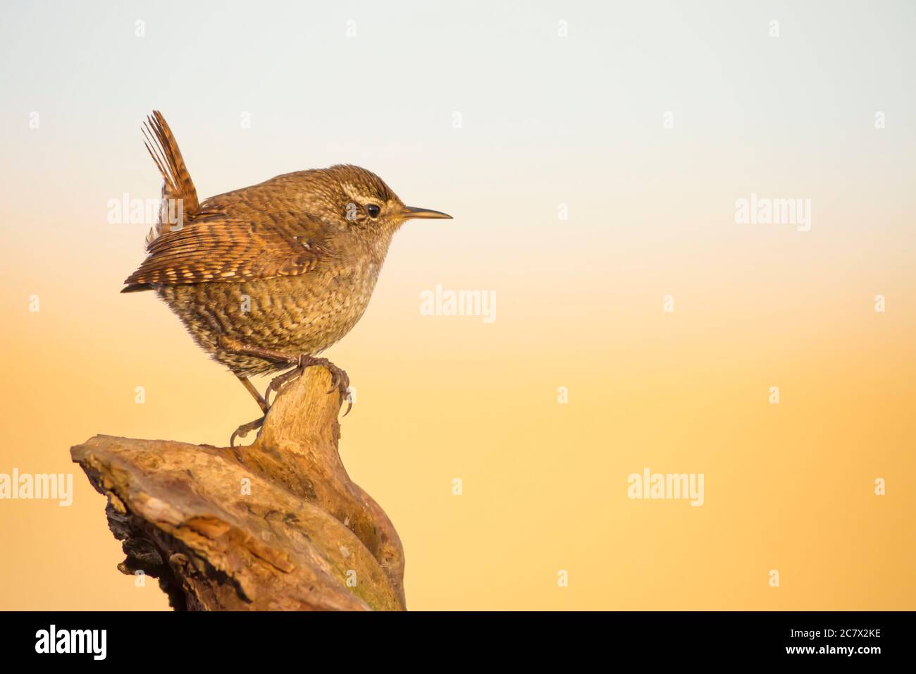 Cute little bird. Nature background. Bird: Eurasian Wren. Troglodytes ...