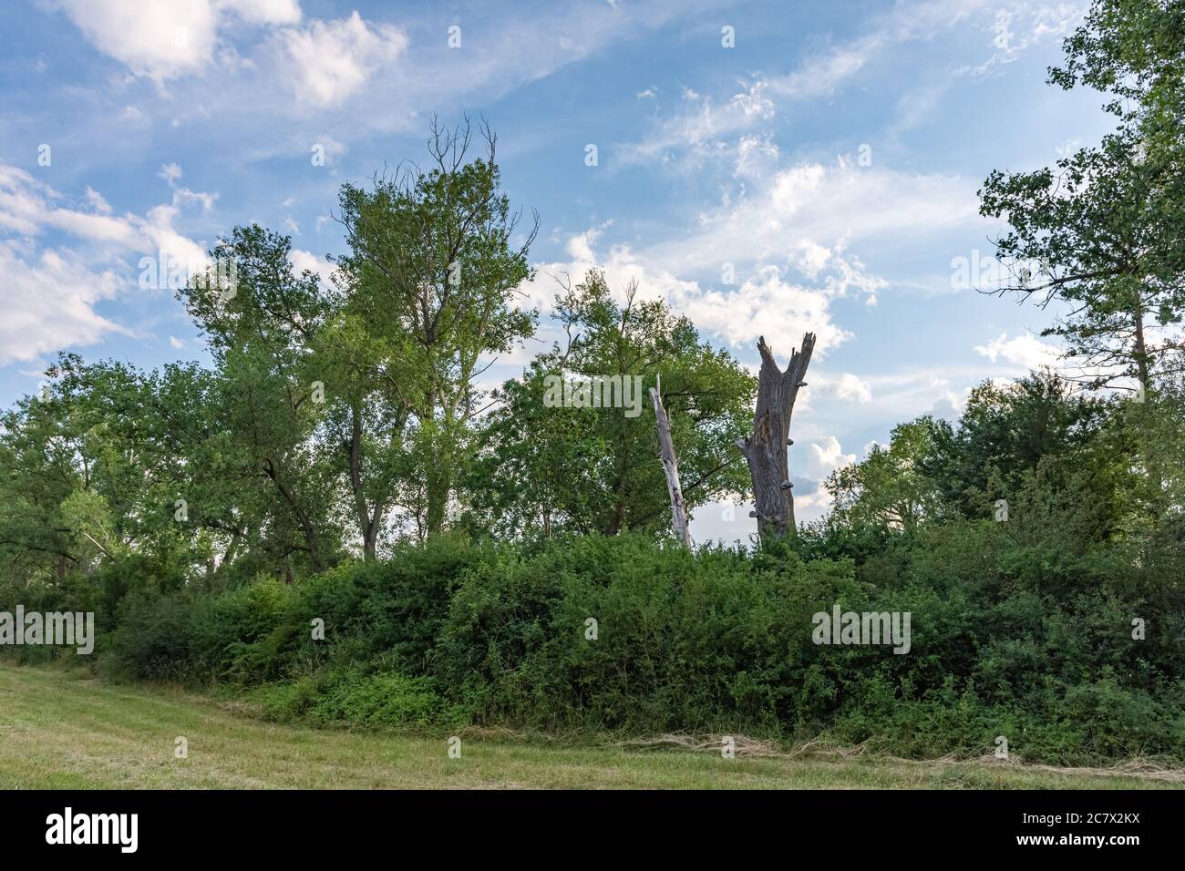 Old tall trees in a field captured on a sunny day Stock Photo - Alamy