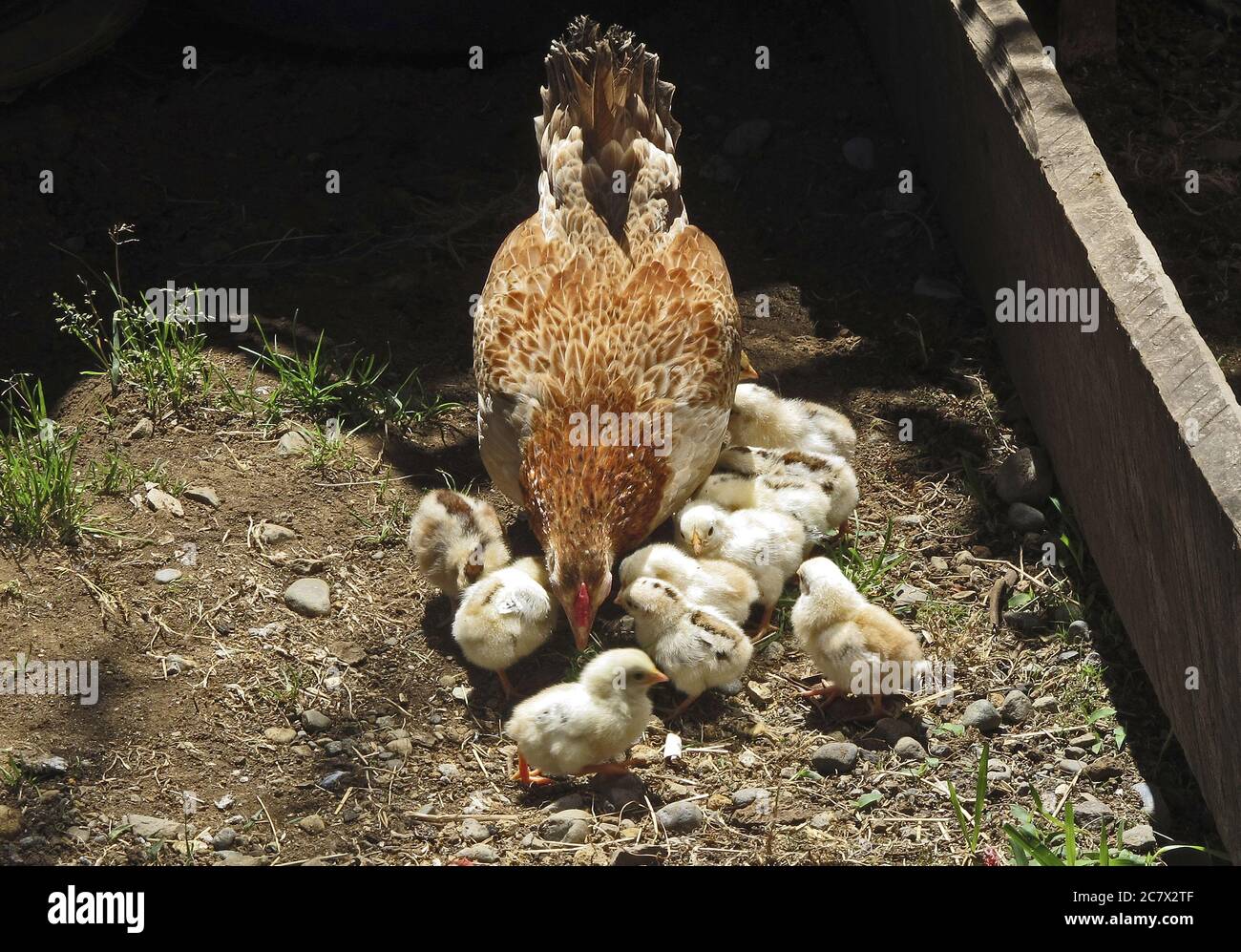 Children chicken hen farm hi-res stock photography and images - Alamy