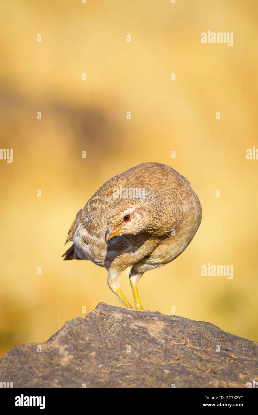 Cute yellow Partridge. Yellow nature background. Bird: See see ...