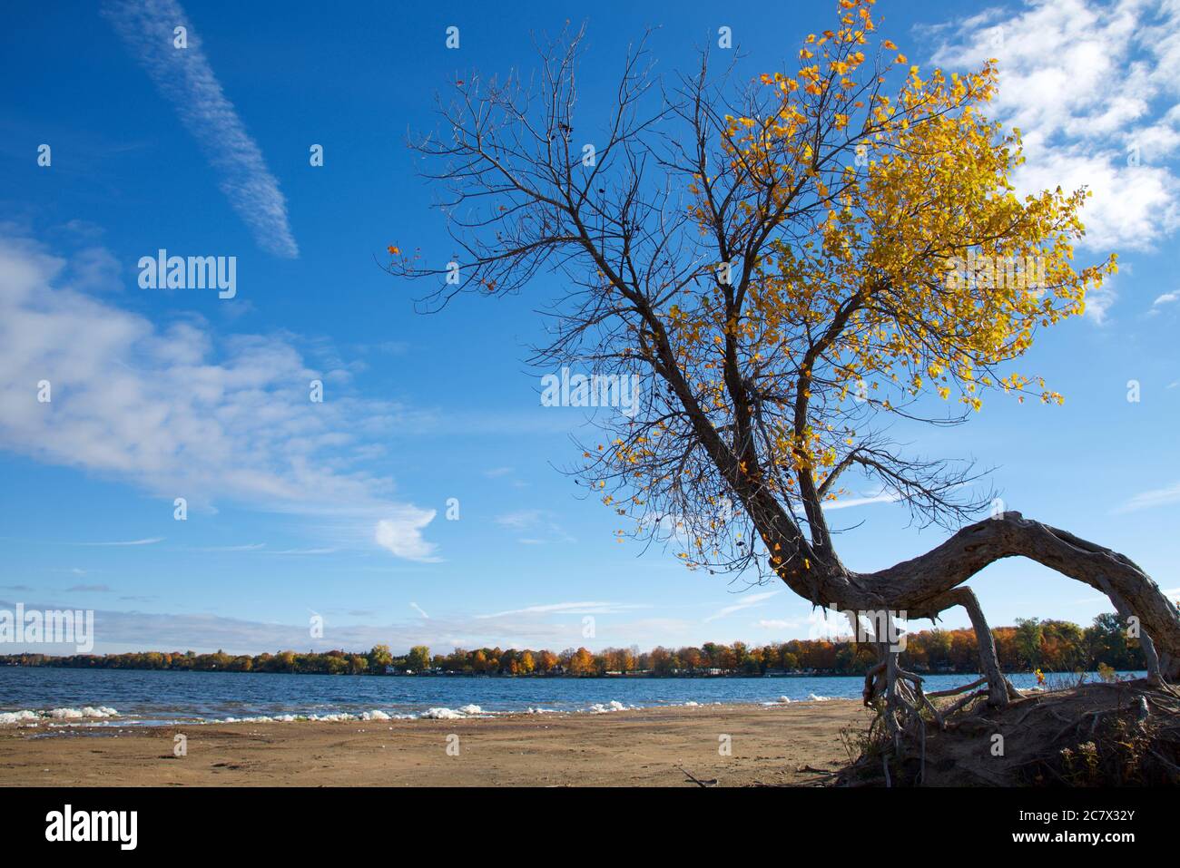 Solitude tree with autumn leaf color on a sandy beach Stock Photo - Alamy