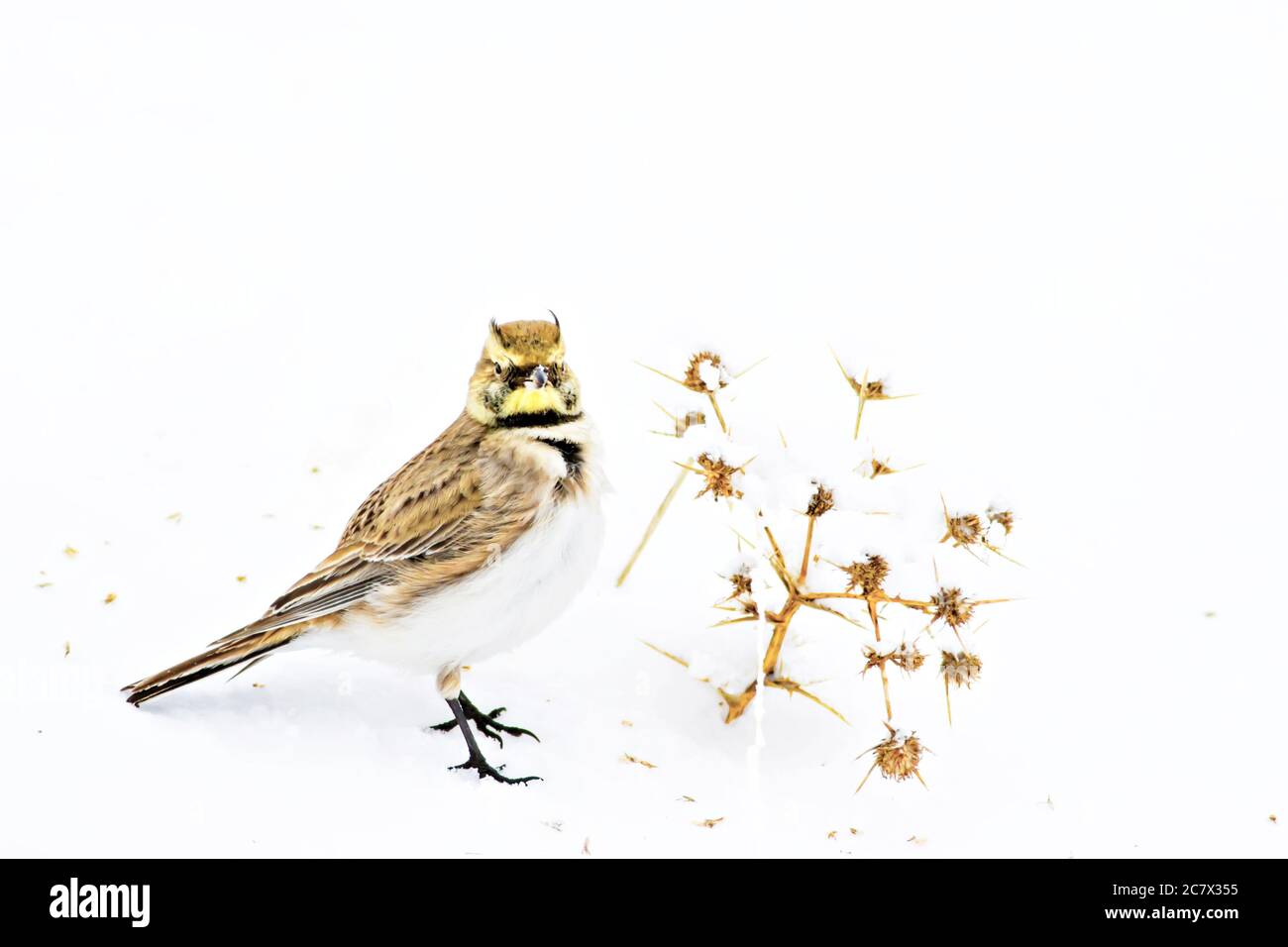 Winter and bird. Cute little bird Horned Lark. Winter scene. White snow ...