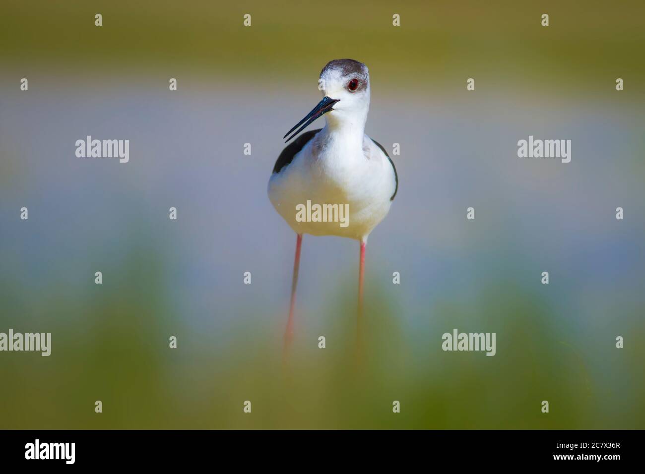 Cute shore bird. Black winged Stilt. Colorful nature background. Bird ...