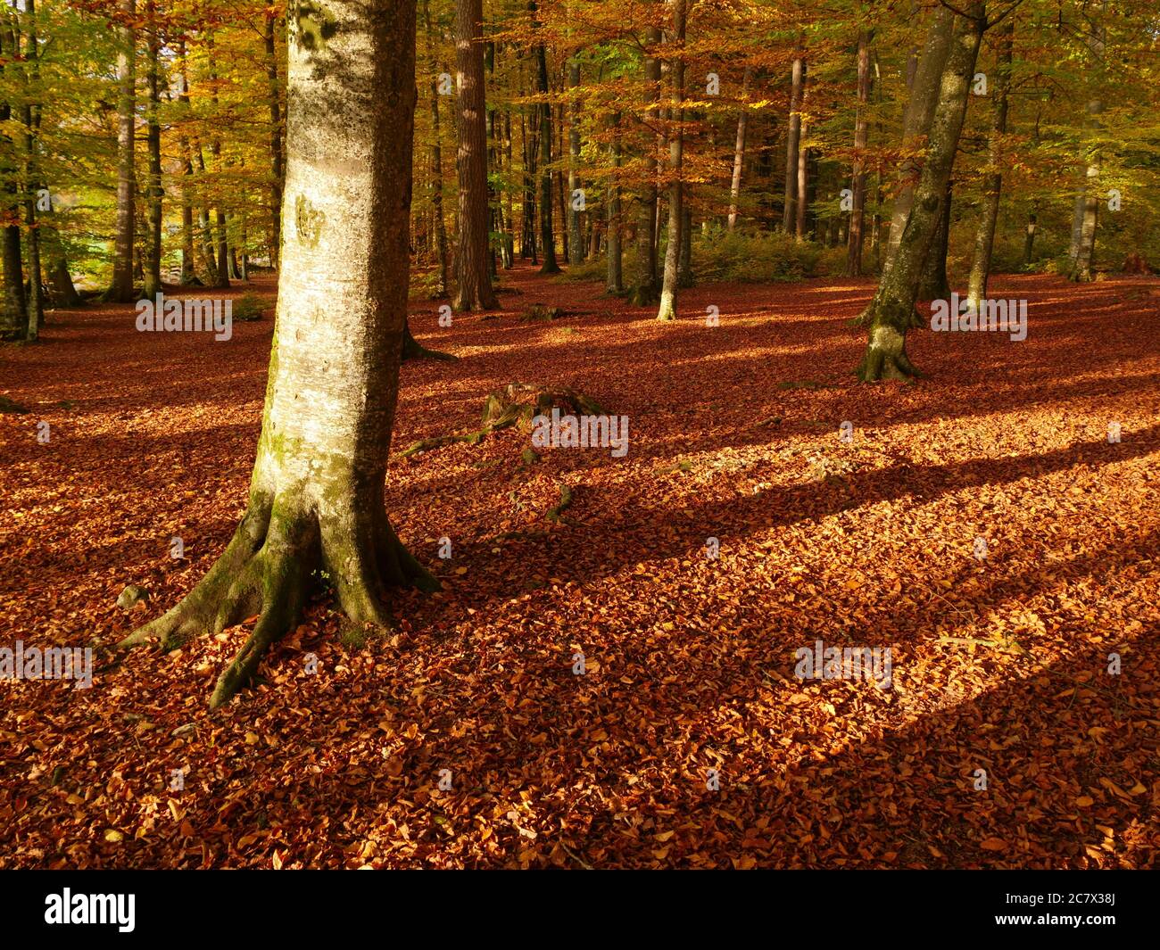 Beautiful shot forest lots hi-res stock photography and images - Alamy