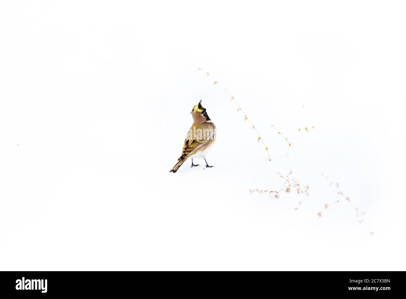 Winter and bird. Cute little bird Horned Lark. Winter scene. White snow ...