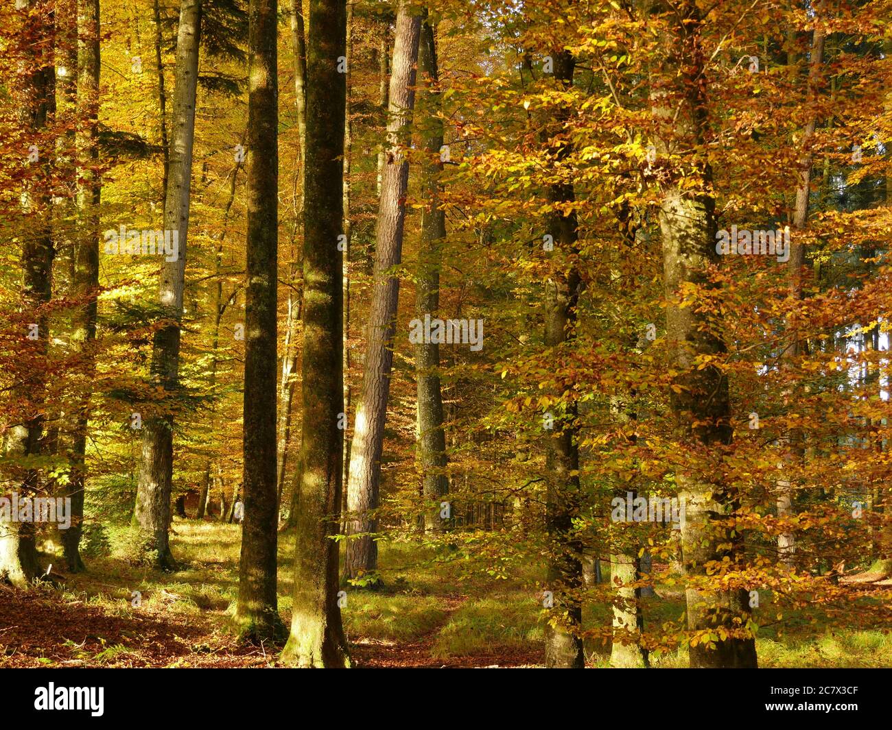 Beautiful shot forest lots hi-res stock photography and images - Alamy