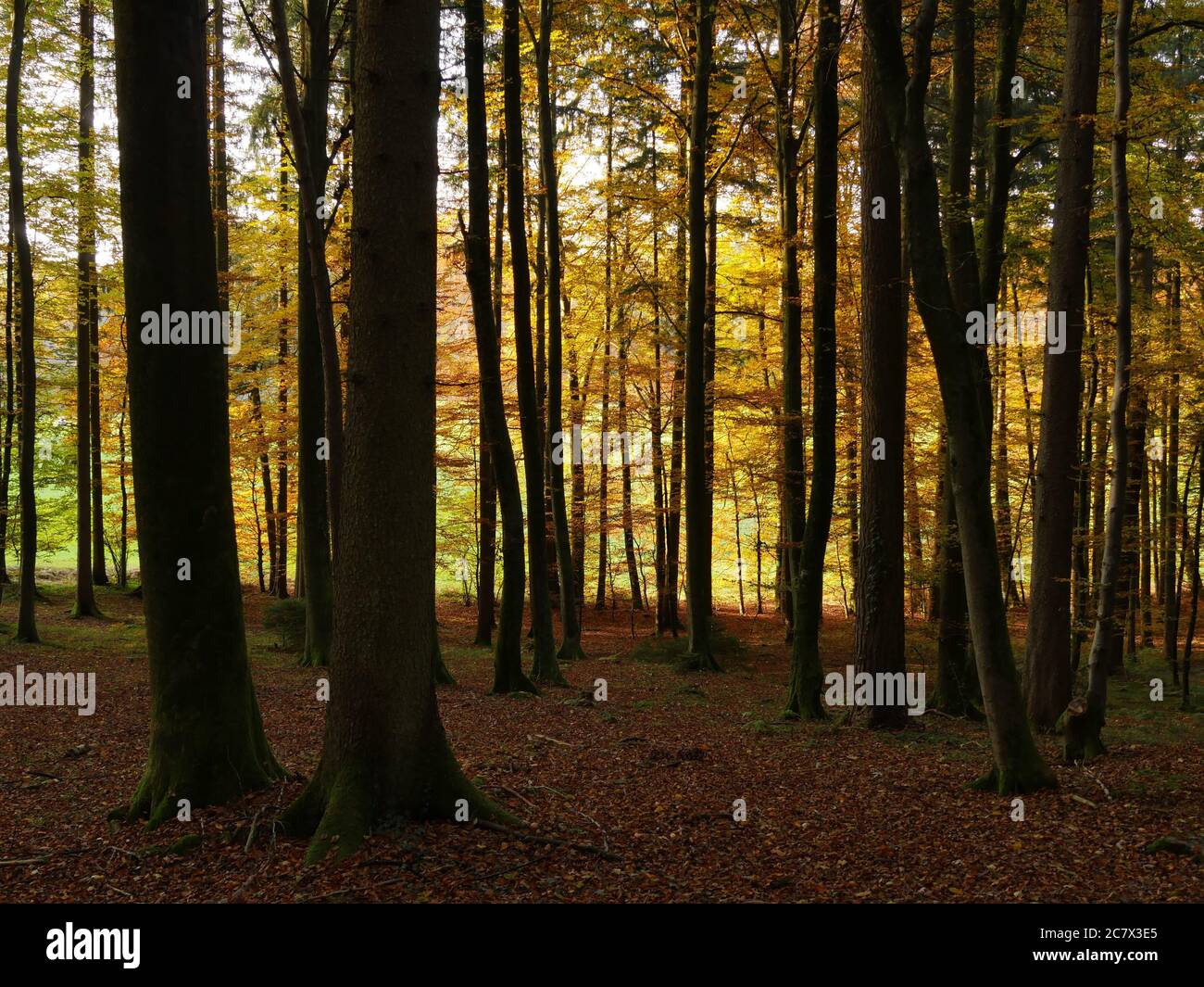 Beautiful shot forest lots hi-res stock photography and images - Alamy