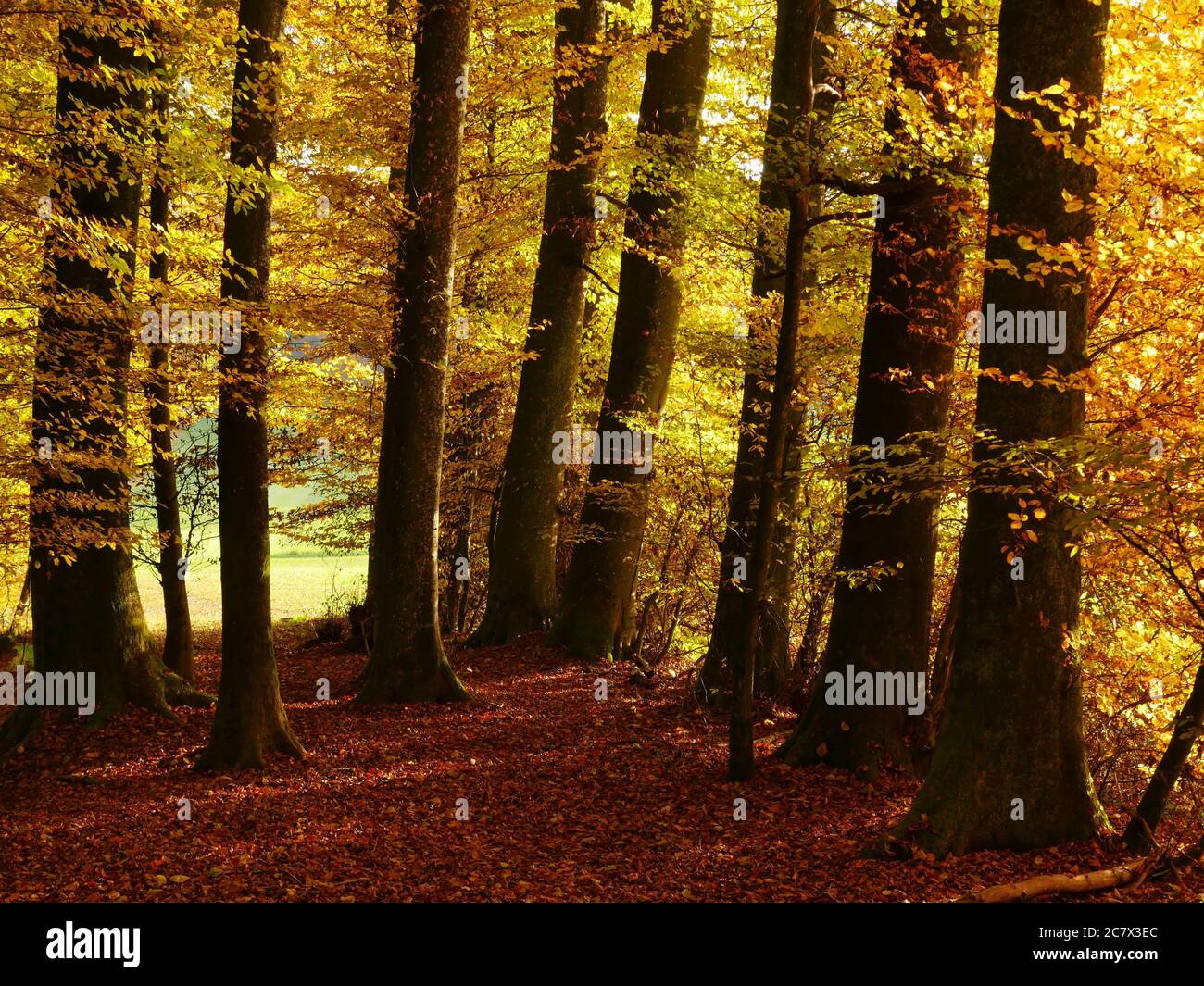 Beautiful shot forest lots hi-res stock photography and images - Alamy