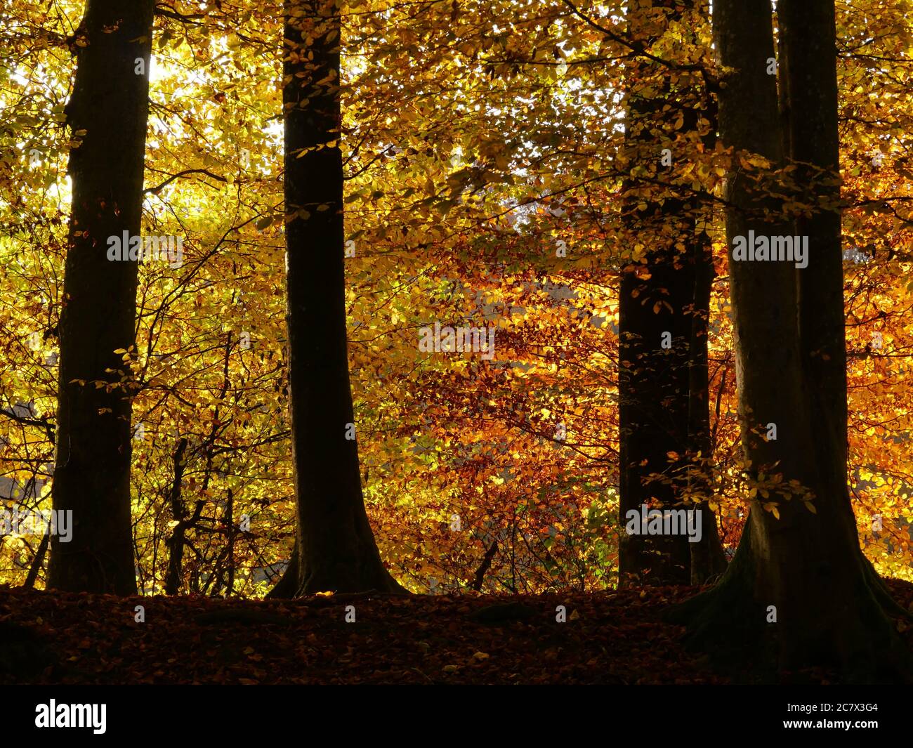 Beautiful shot forest lots hi-res stock photography and images - Alamy
