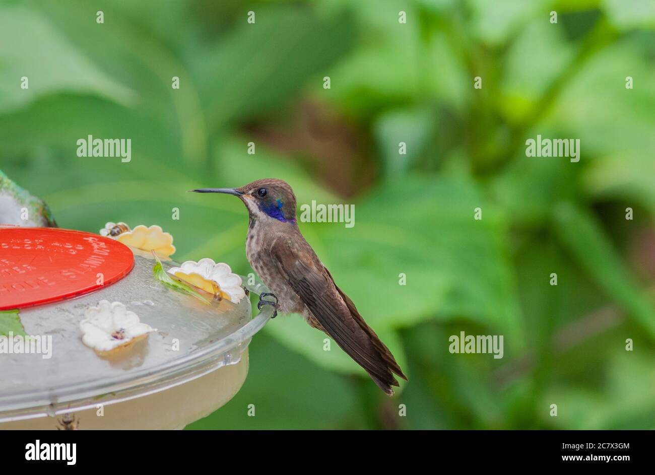 Brown Violetear Hummingbird, Colibri delphinae, Found at Septimo ...