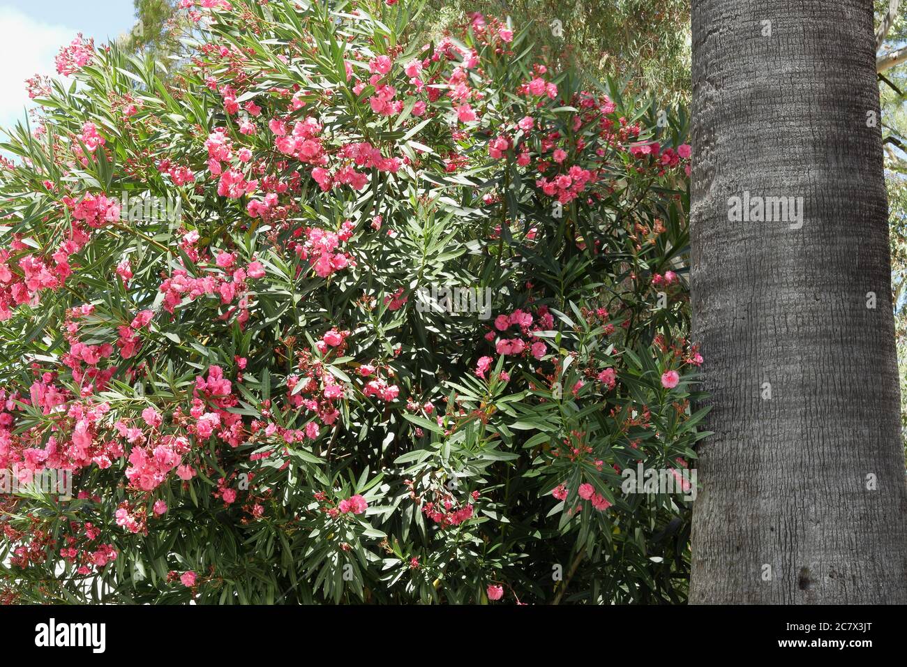 Pink flowers by an old tree in a garden captured during the daytime ...