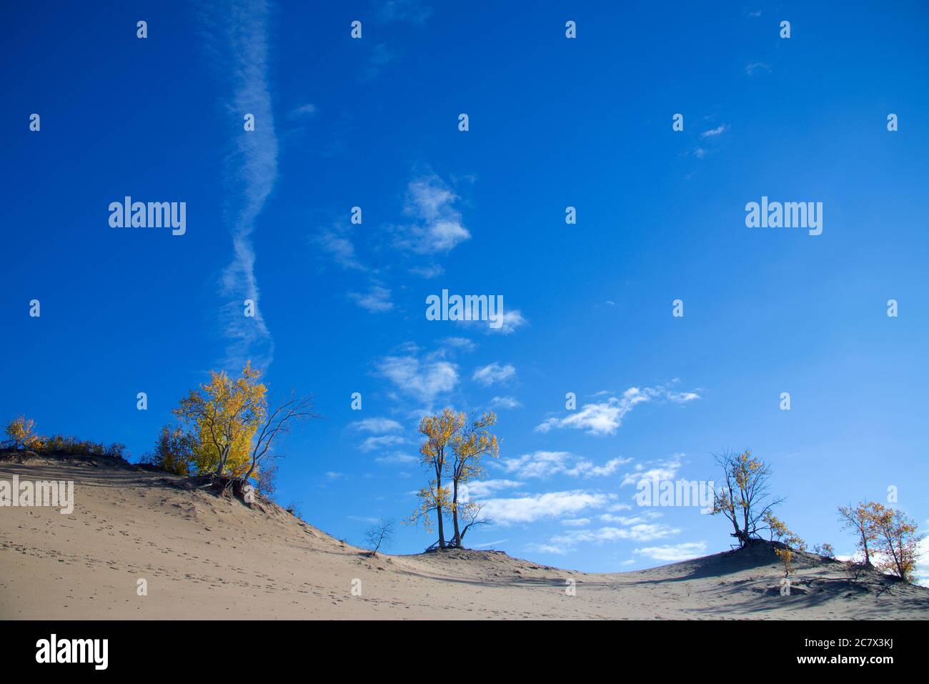 Beautiful exposure with the autumn leaf color in the sands dunes Stock ...