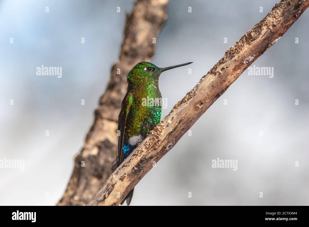 Sapphire-vented Puffleg hummingbird, Eriocnemis luciani, at Yanacocha ...