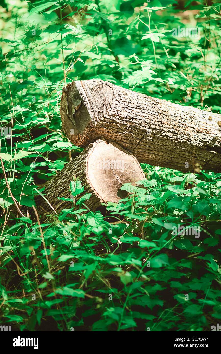 Fallen logs in the forest Stock Photo - Alamy