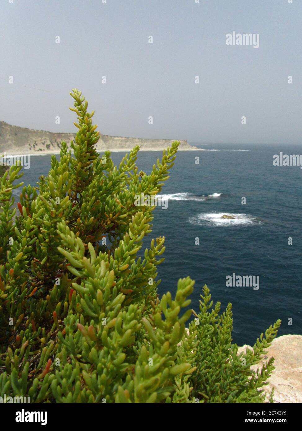 Maltese salt tree hi-res stock photography and images - Alamy