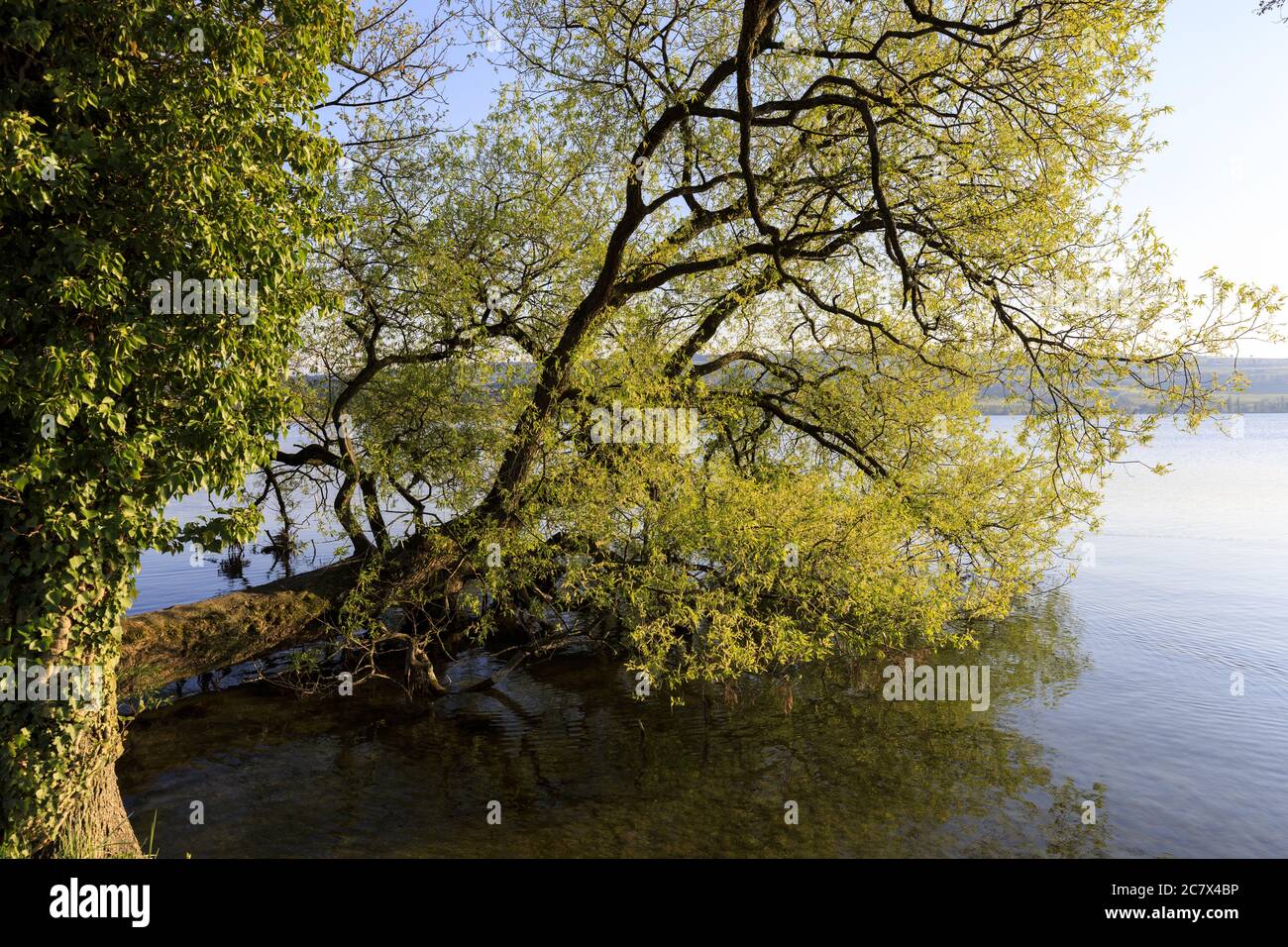 Beautiful shot of an old fallen tree on the lake Stock Photo - Alamy