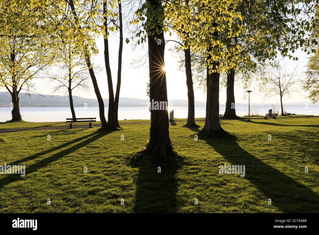 Beautiful shot of trees against the sun rays with its shadows Stock ...