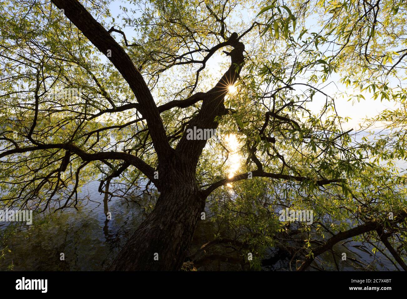 Sunny scenery of a green-leaved tree near a reflective lake Stock Photo ...