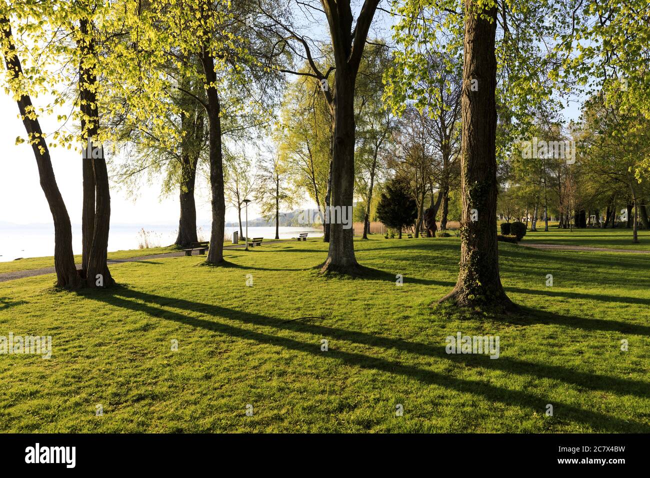 Sunny scenery of green-leaved trees on a green lawn near a lake Stock ...