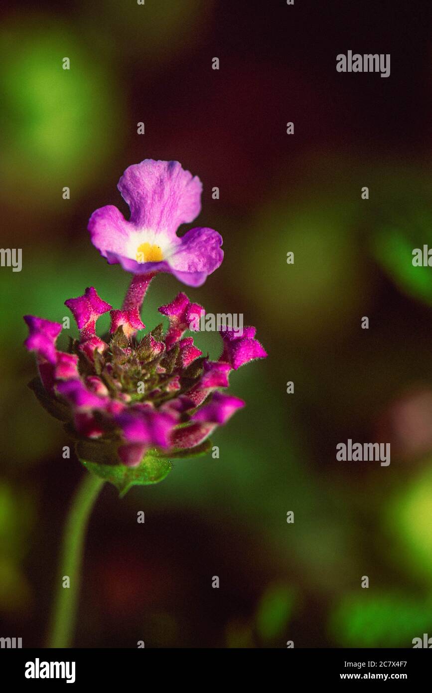 Flower cluster hi-res stock photography and images - Alamy