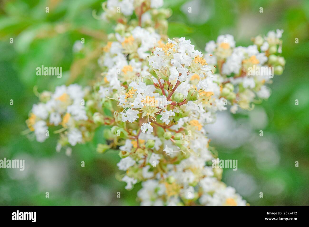 Yellow and White Flowering Crape Myrtle Stock Photo - Alamy