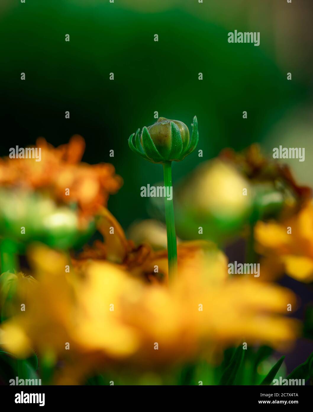 Beautiful bud of flower hi-res stock photography and images - Alamy