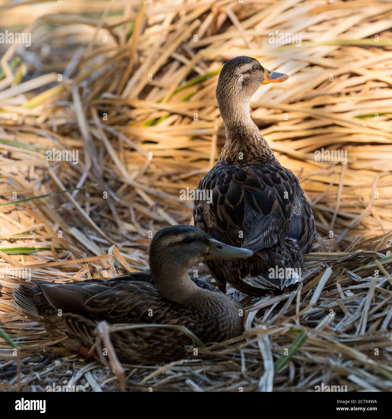 A pair of mallard hens resting on shore Stock Photo - Alamy
