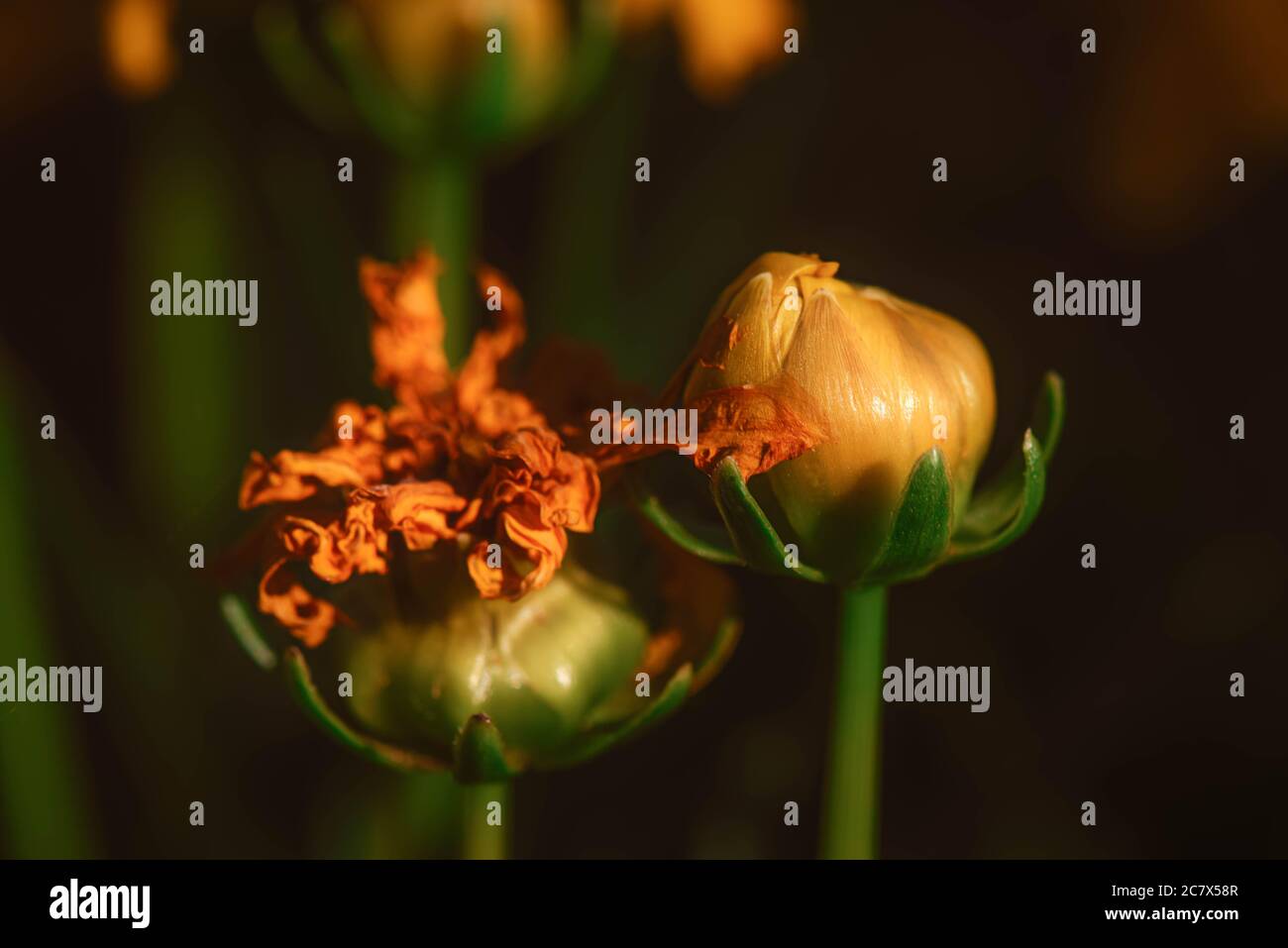 Dead flower hi-res stock photography and images - Alamy