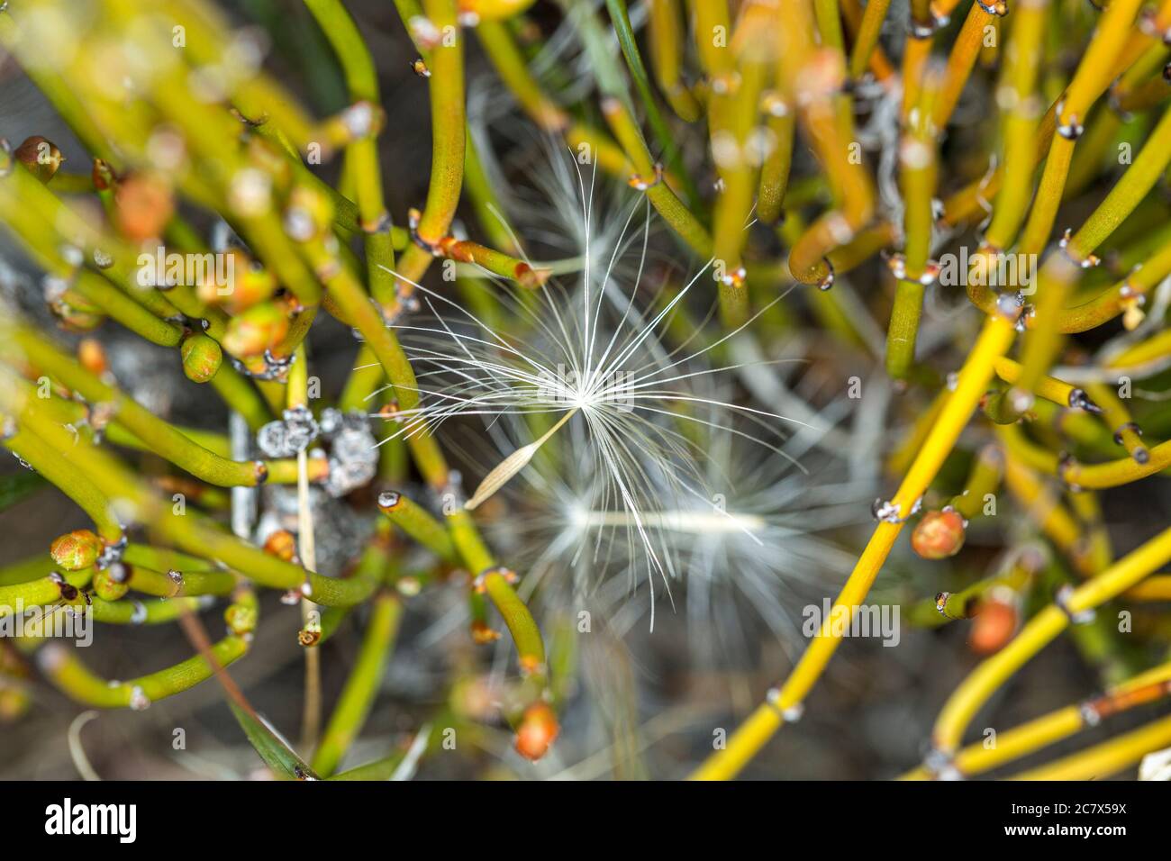 Seed pod parachutes stuck in the middle of a green and orange plant ...