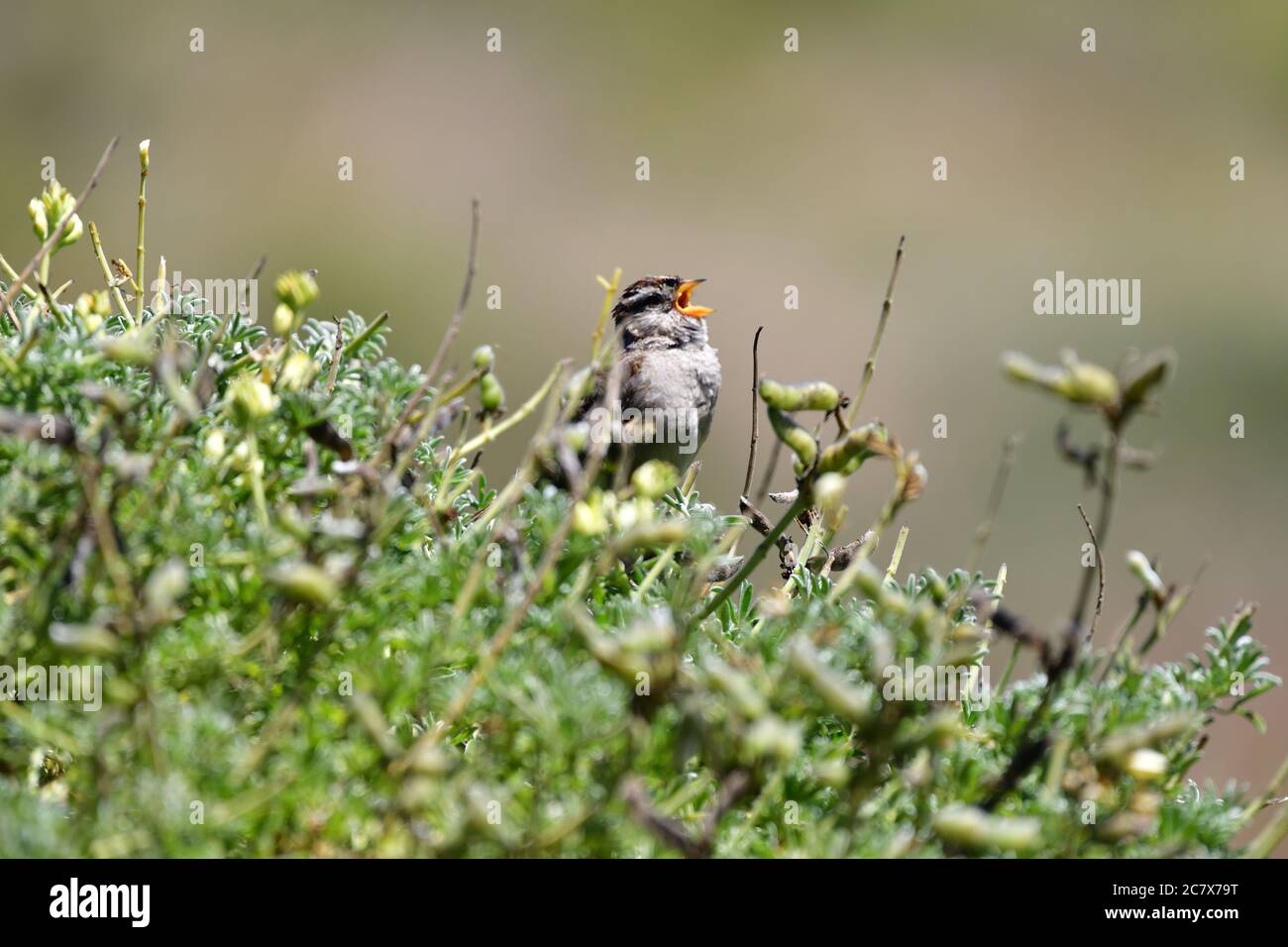 Song Sparrow Singing her heart out Stock Photo - Alamy