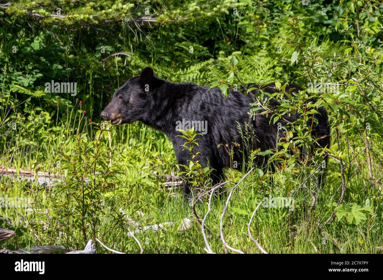 A black bear is foraging for food in the Montana wilderness Stock Photo ...